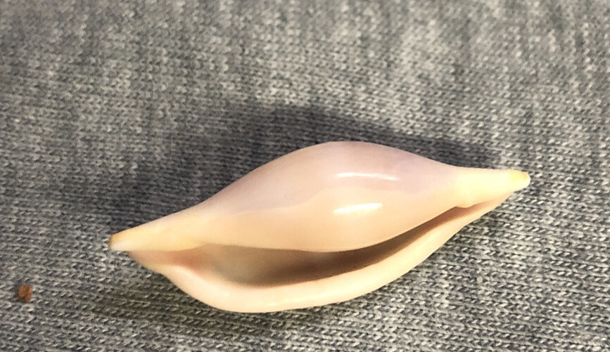 Phenacovolva dancei (Dance's Volva) 28.5mm !!! | eBay