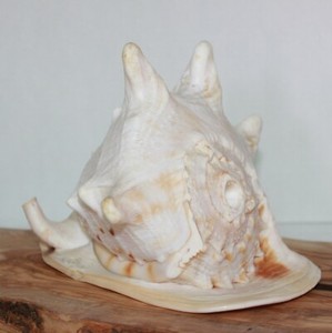 King Conch sea shell large with brown and peach color with large horns ...