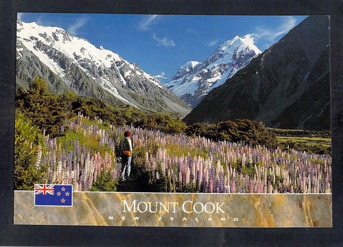 D7975 New Zealand Mount cook Lupins South Island postcard | eBay Australia