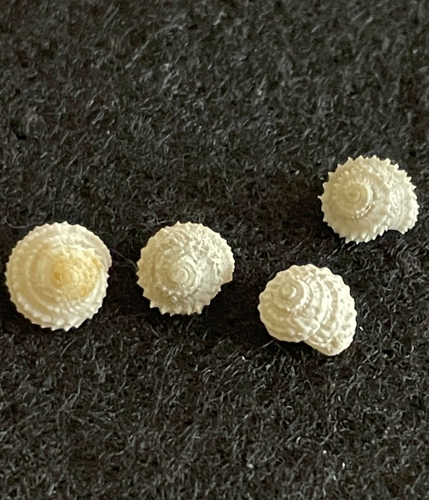 4 Arene variabilis Dall 4 mm - 5 mm Off Florida, USA | eBay