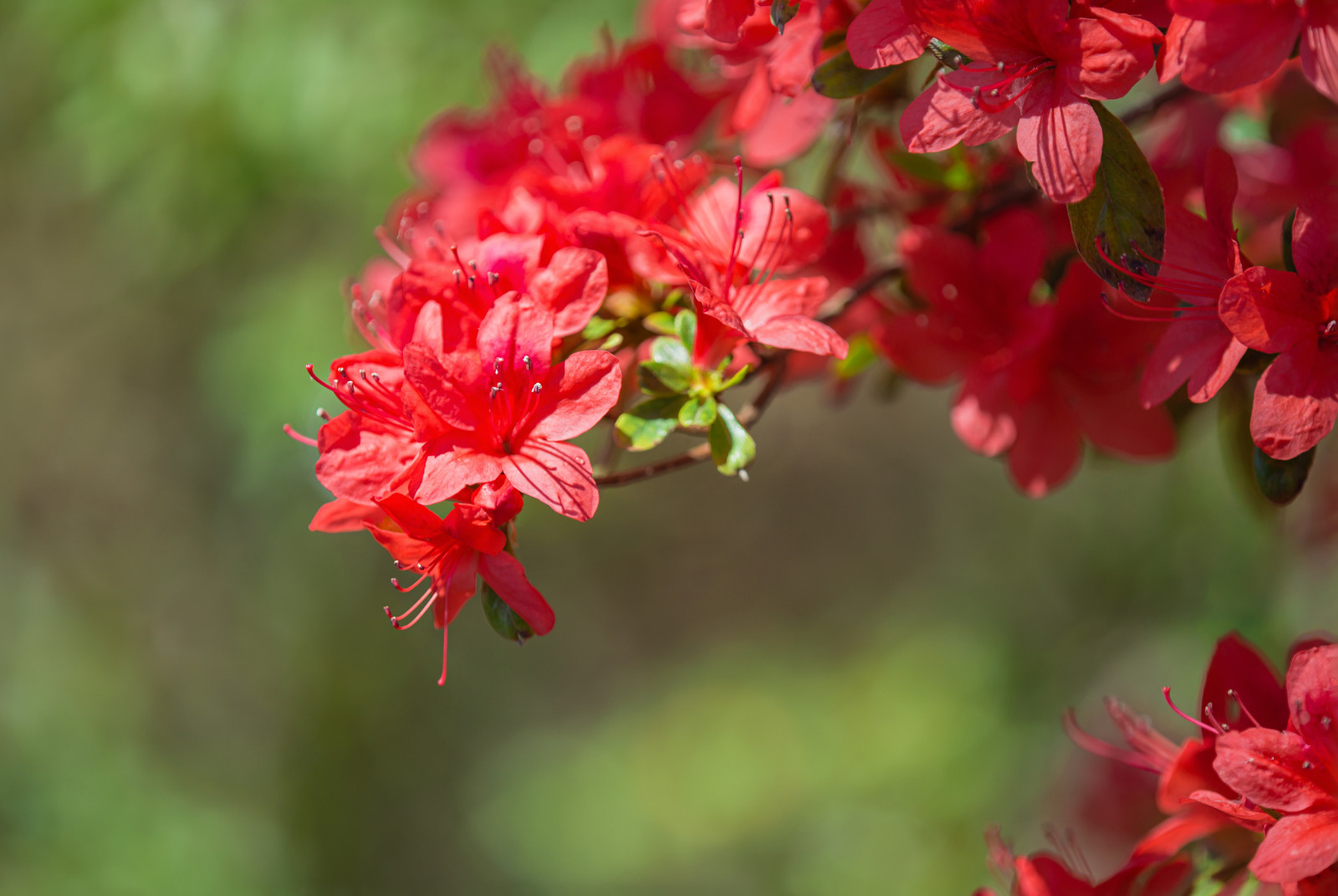 Azalea Addy Wery / Rhododendron 'Addy Wery' in a 9cm Pot | eBay UK