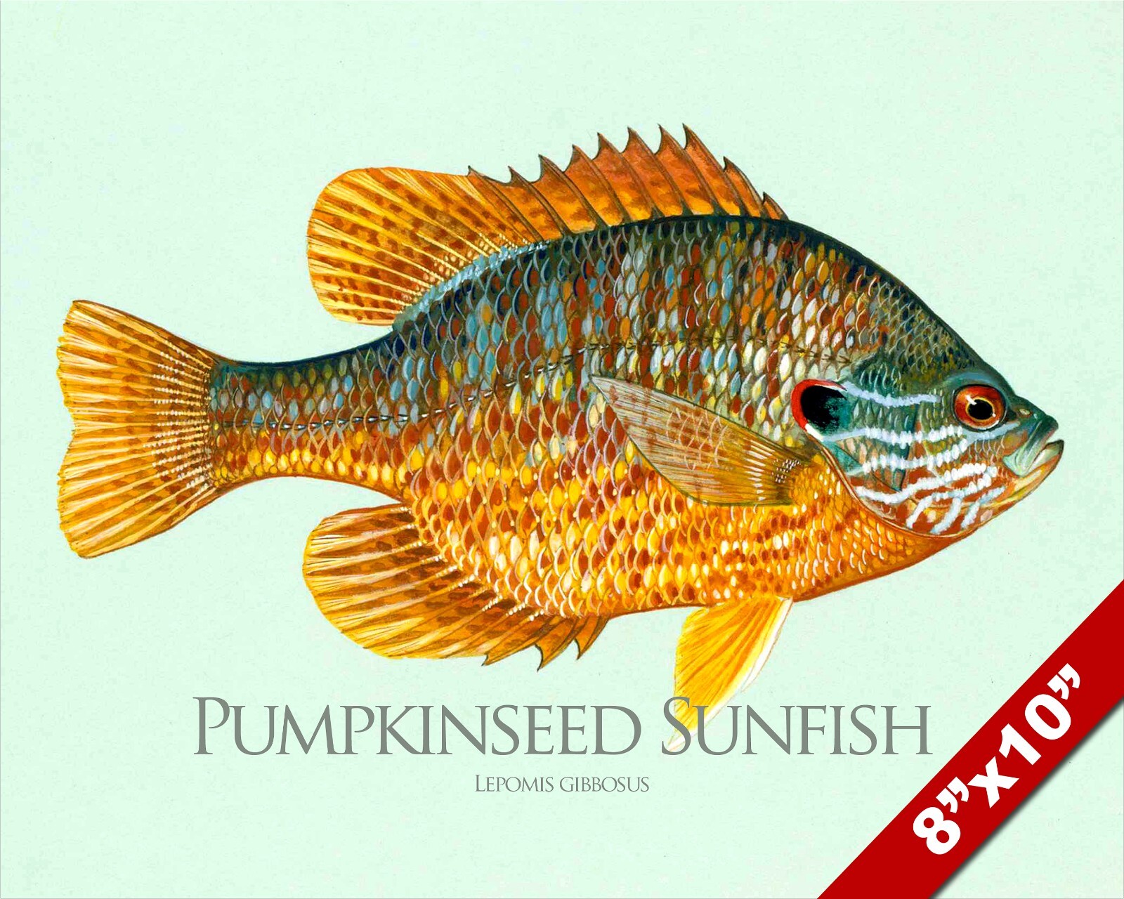 PUMPKINSEED SUNFISH PET FISH PAINTING AMERICAN FISHING ART REAL CANVAS ...