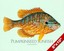 PUMPKINSEED SUNFISH PET FISH PAINTING AMERICAN FISHING ART REAL CANVAS ...