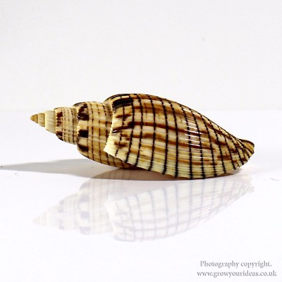 Kuroda's Lyria (Lyria kurodai) rarely available elegant seashell 7-9cm | eBay