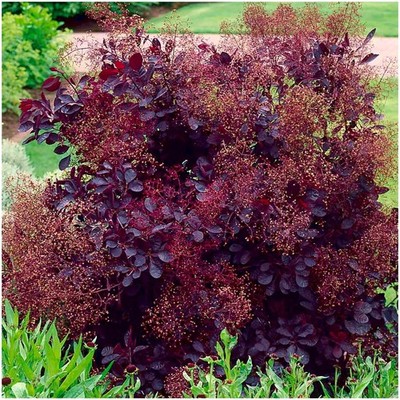 [x3] Cotinus 'Royal Purple' Smoke Tree | Multi-Pack | P9 Pot Plants | Shrubs | eBay UK