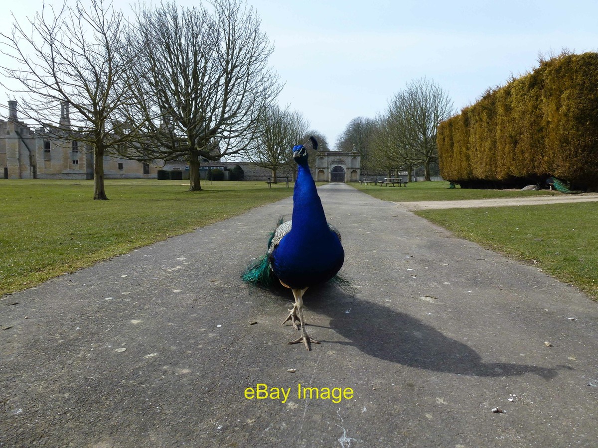 Eyeballing Reckless Eyeballing: A Novel By Ishmael Reed Etsy