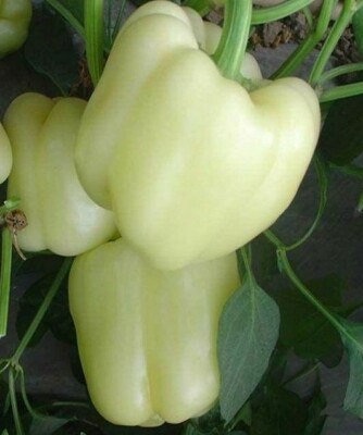 WHITE BELL PEPPER SEEDS 30+ Culinary COOKING Rare SWEET PEPPER FREE ...