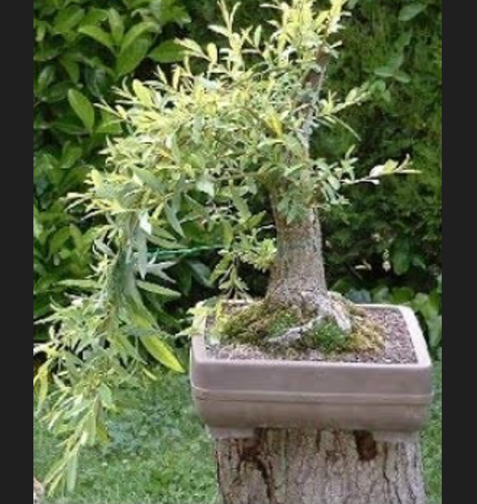 Quaking Aspen Bonsai Tree Chinese Juniper Bonsai Seed Grow Kit The