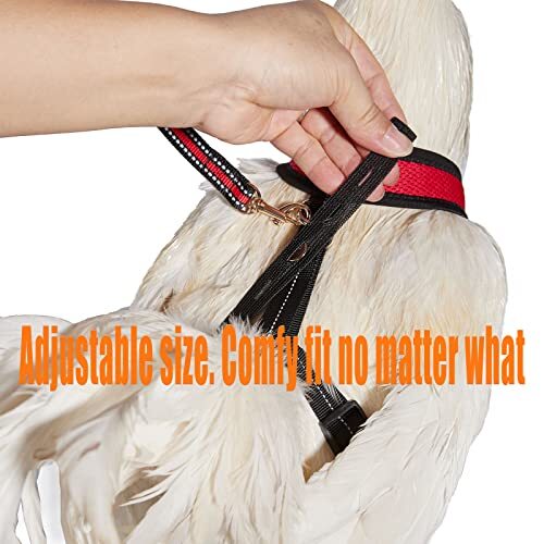 Pet Set for Poultry - Hen Size Chicken Harness Diaper & Matching 5ft ...