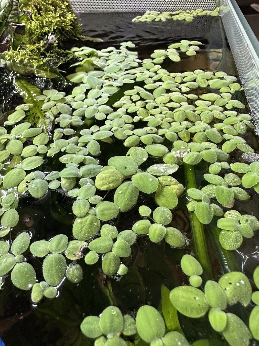 Water Lettuce Aquarium