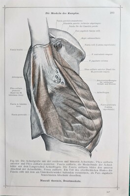 1911 GERMAN ANATOMY PRINT ARMPIT MUSCLES AXILLARY PECTORALIS | eBay ...