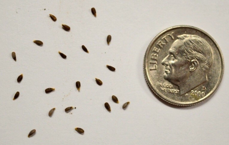 50++ Henbit Herb SEEDS (Lamium amplexicaule) Medicinal Organic 03/2025 ...