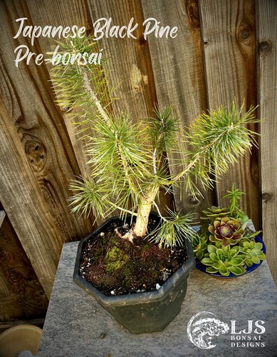 Japanese Black Pine Pre Bonsai Dwarf Kifu Fat Trunk Nice Nebari Pinus ...