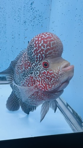 Super Red Dragon Flowerhorn The King Kamfa Fry 5 to 6 inche Usa Seller ...