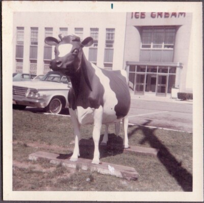 VINTAGE PHOTOGRAPH 1960'S DAIRY COW ADVERTISING ICE CREAM SIGN NEW YORK ...