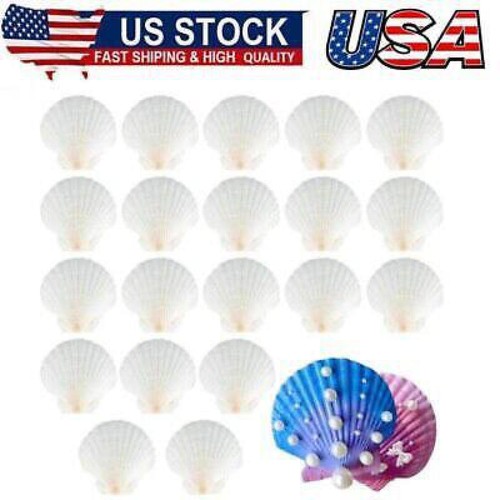 White Shells,20pcs Natural Scallops,7-8 cm Decorative Shells,Shells for ...