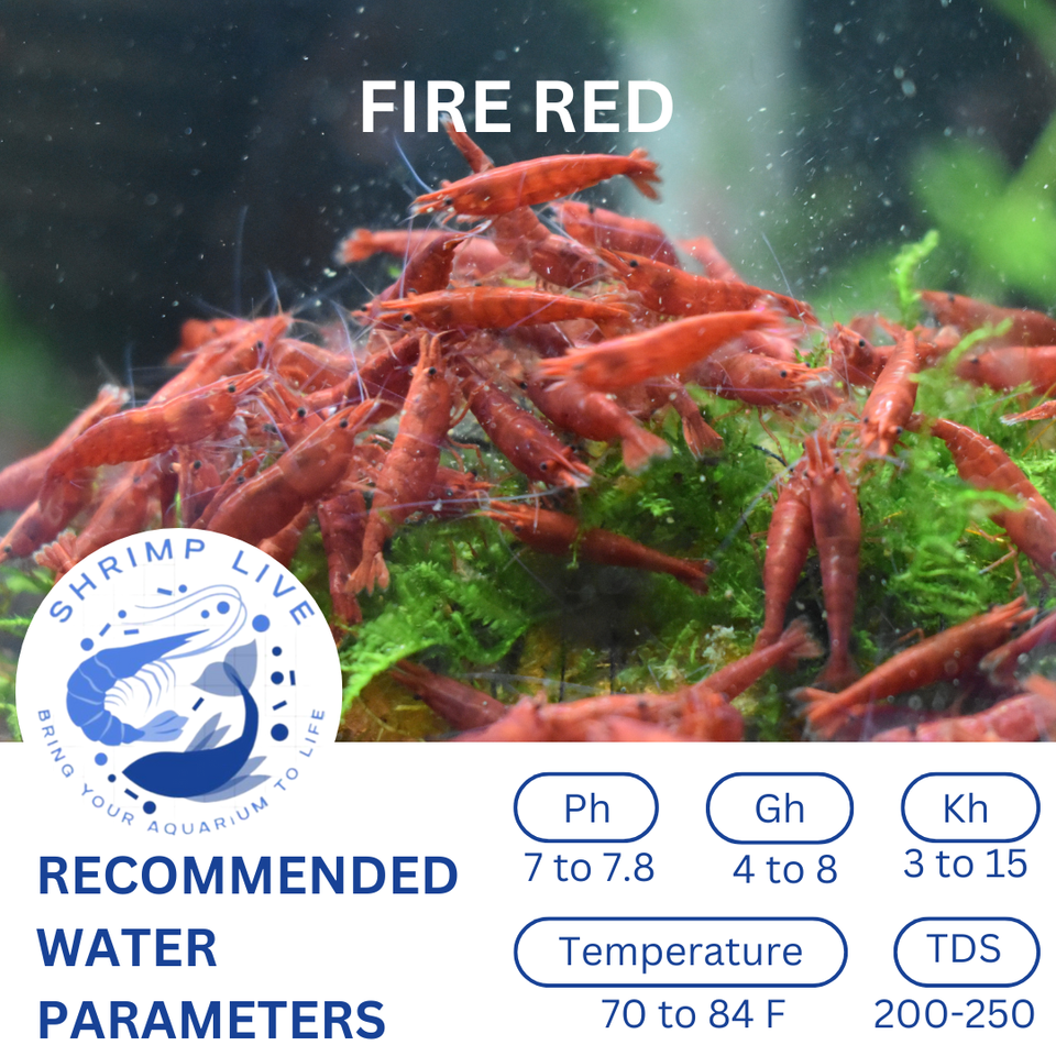10 +1 NEOCARIDINA AQUARIUM SHRIMP. PICK YOUR COLOR | eBay
