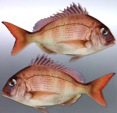 Mirrored par of Pink baby snapper decal Squire pinky Fishing photo Boat ...