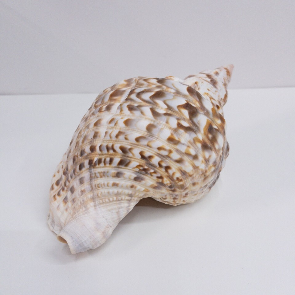 Giant Charonia Tritonis Triton Trumpet Sea Shell Conch 11” long 6.5” W ...