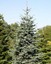 Blue Noble Fir, Abies procera glauca, (Abies nobilis), Tree Seeds ...
