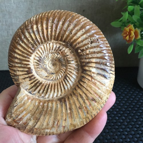 342g Rare natural rough polished white conch Ammonite md2840 | eBay