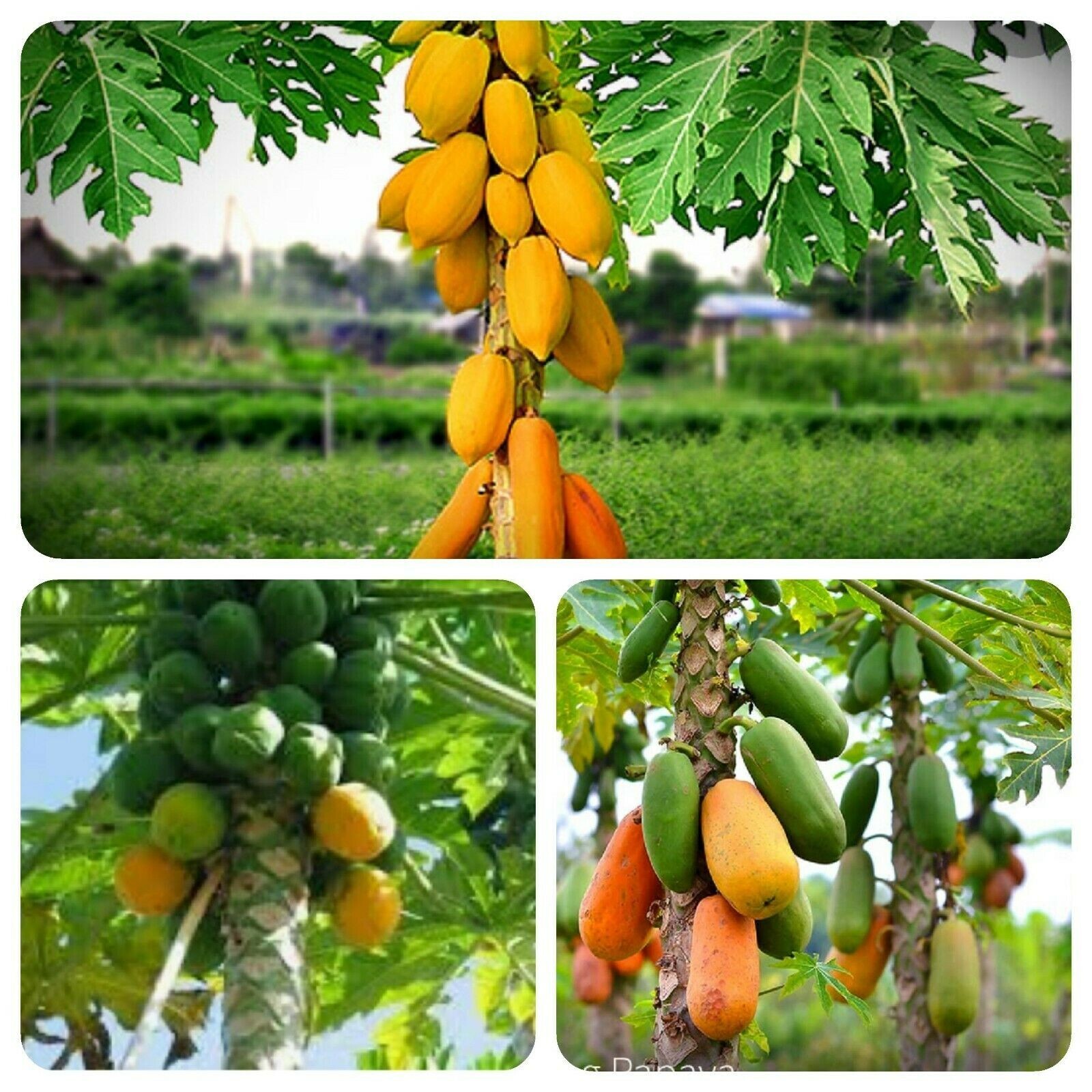 Papaya Seeds buy 100 - get 10 more FREE! from Sweet, Healthy, Carica ...