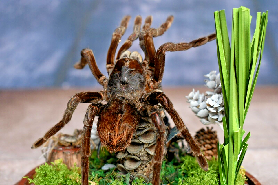 Tarantula And Scorpion Taxidermy Real Spider Scorpion On Wood Base | eBay