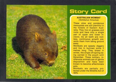 D8905 Australia Animals Wombat Story Card postcard | eBay Australia