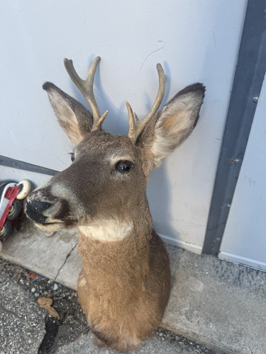 Vintage Whitetail Deer | 6-Point Head Mount Taxidermy | eBay