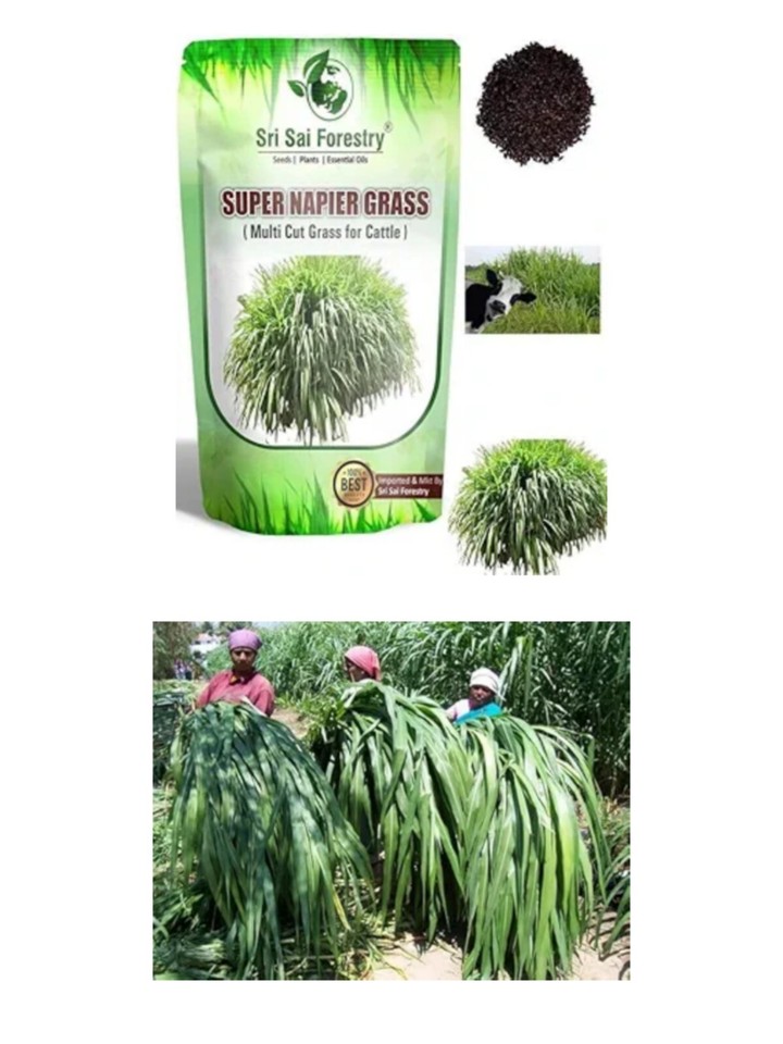 Super Napier Grass Seeds 4000 Seeds Pack High Yield Multicut Grass Seed ...