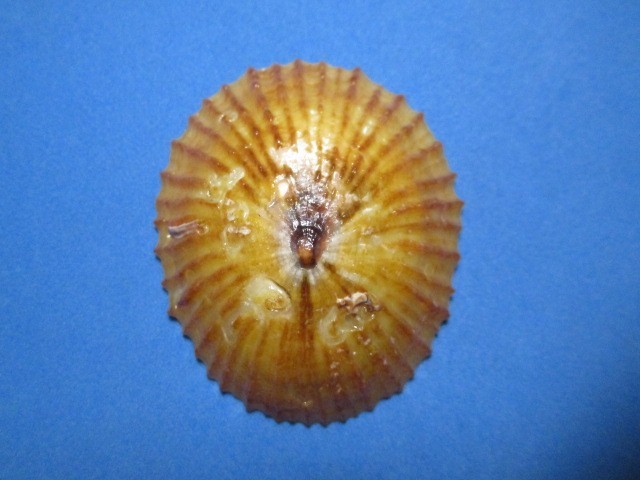 Cellana talcosa (Gould, 1846) "ENDEMIC HAWAIIAN LIMPET" (64.9mm) | eBay