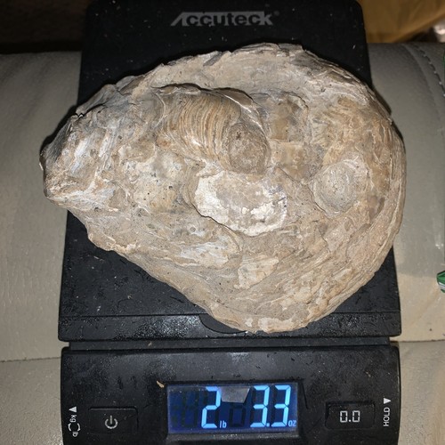 Fossilized Old Fossil Oyster Sea Shell Shows Fantastic Detail Whole New ...