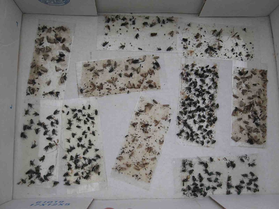 10 pk ALL INSECT STICKY TRAPS. Fly, Spider, Cricket, Roach Lady Bug IN ...