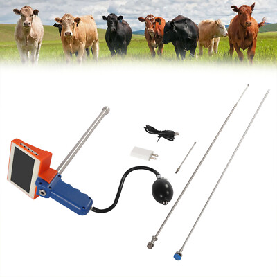Cattle - Beef - Tool Cattle