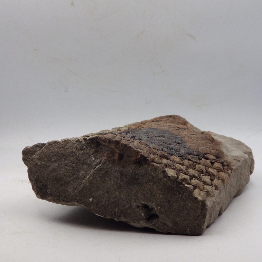 CARBONIFEROUS PERIOD Lepidodendron - Scale Tree PRE-DINOSAUR FOSSIL ...