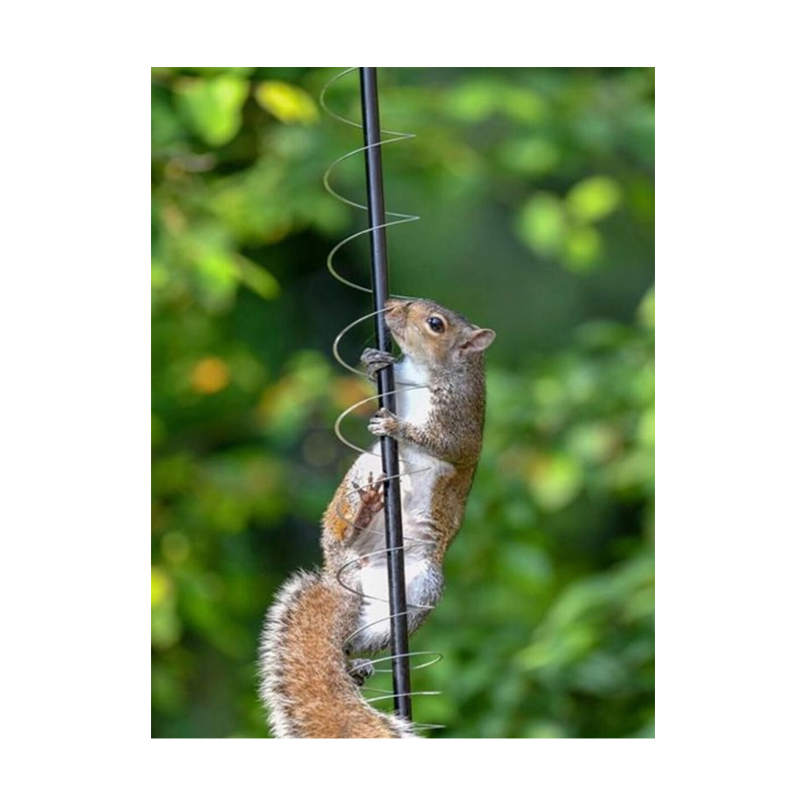 Squirrel-Proof Spring Device Metal Squirrel Barrier Coil for Bird ...