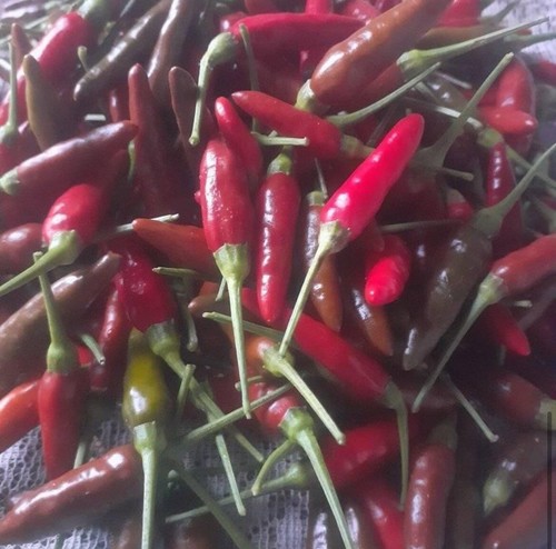 30+ SEEDS Bird’s Eye Chili Pepper SILING LABUYO NON GMO Buy2get1FREE ...