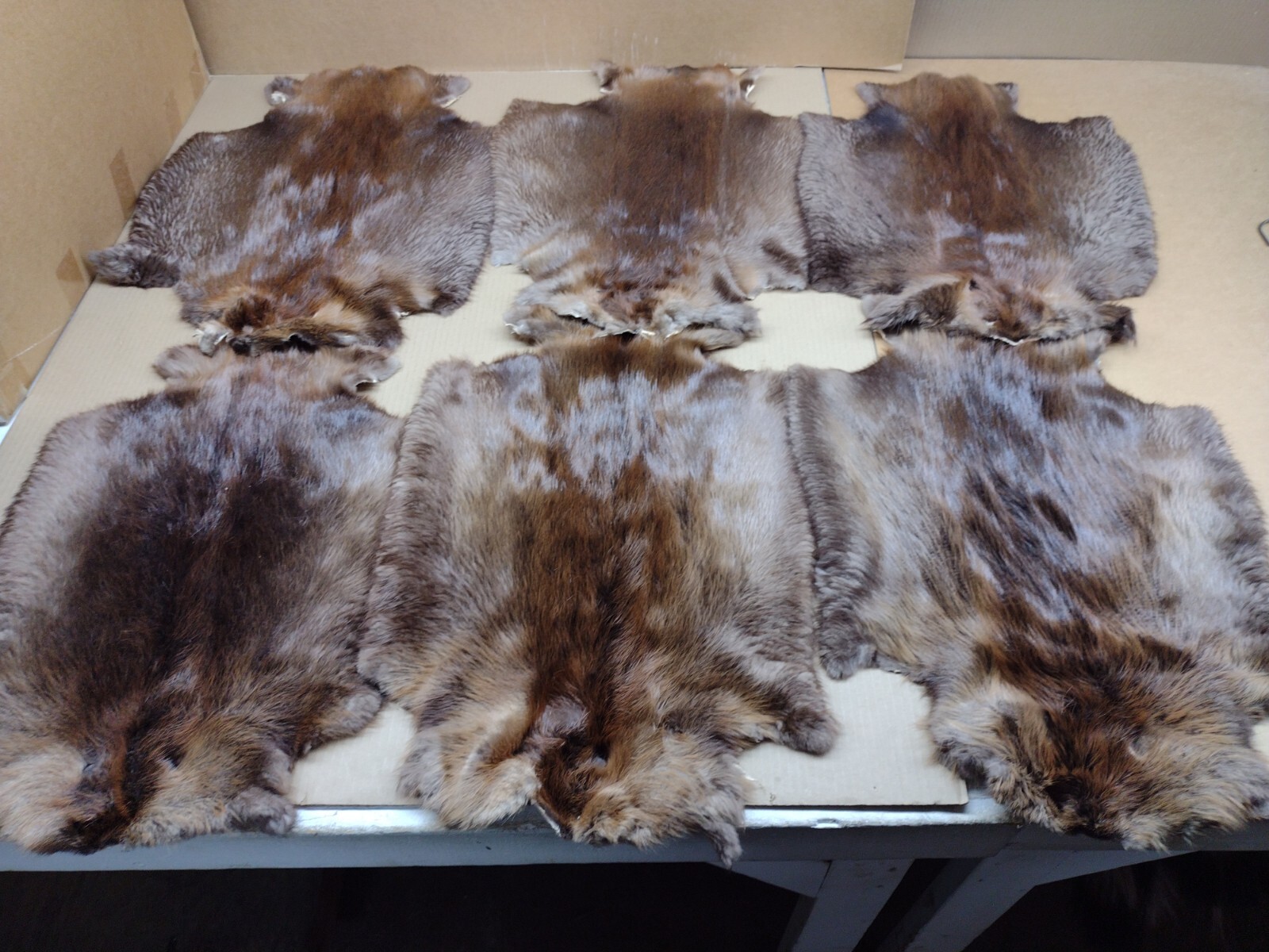 Professionally soft tanned beaver hide in Rug form/crafts/taxidermy | eBay