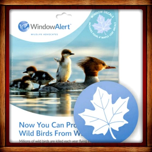 Window Alert ANTI-COLLISION CLINGS MAPLE LEAF DECALS PREVENT WINDOW STRIKES | eBay