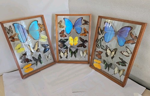 Vintage Butterfly Moth Taxidermy Displays Set of 3 Shadow Boxes ...