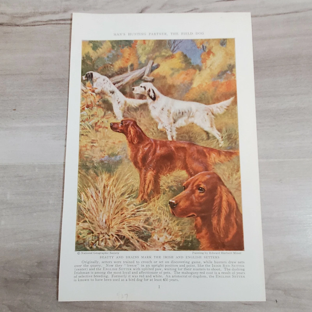 Irish Setter Pointing