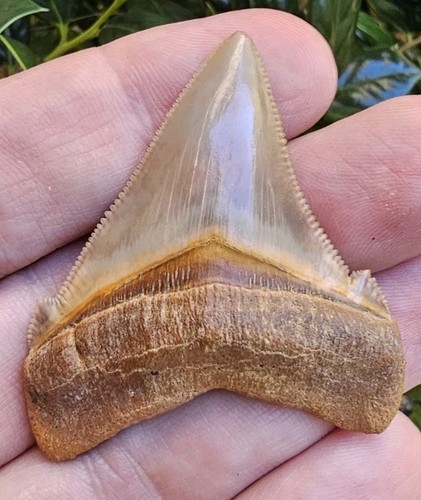 Peruvian Chubutensis Shark Tooth Fossil Not Megalodon Peru | eBay