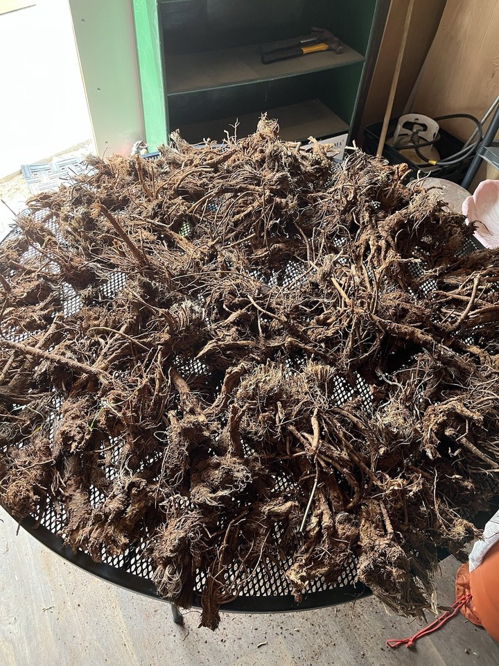 Osha Root Bear Root Ligusticum Porteri Wildcrafted Fall 2024 Harvested ...
