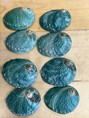 Tiger Abalone Shell ( Natural Blue) laevigata x Hali-otis rubra. | eBay