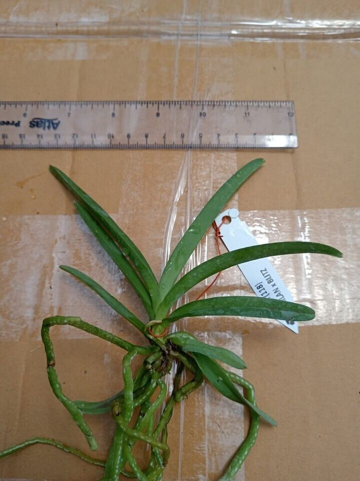 Rare Genuine Thai Hybrid Vanda Orchid Bare Root Healthy Plant- Two Tone ...
