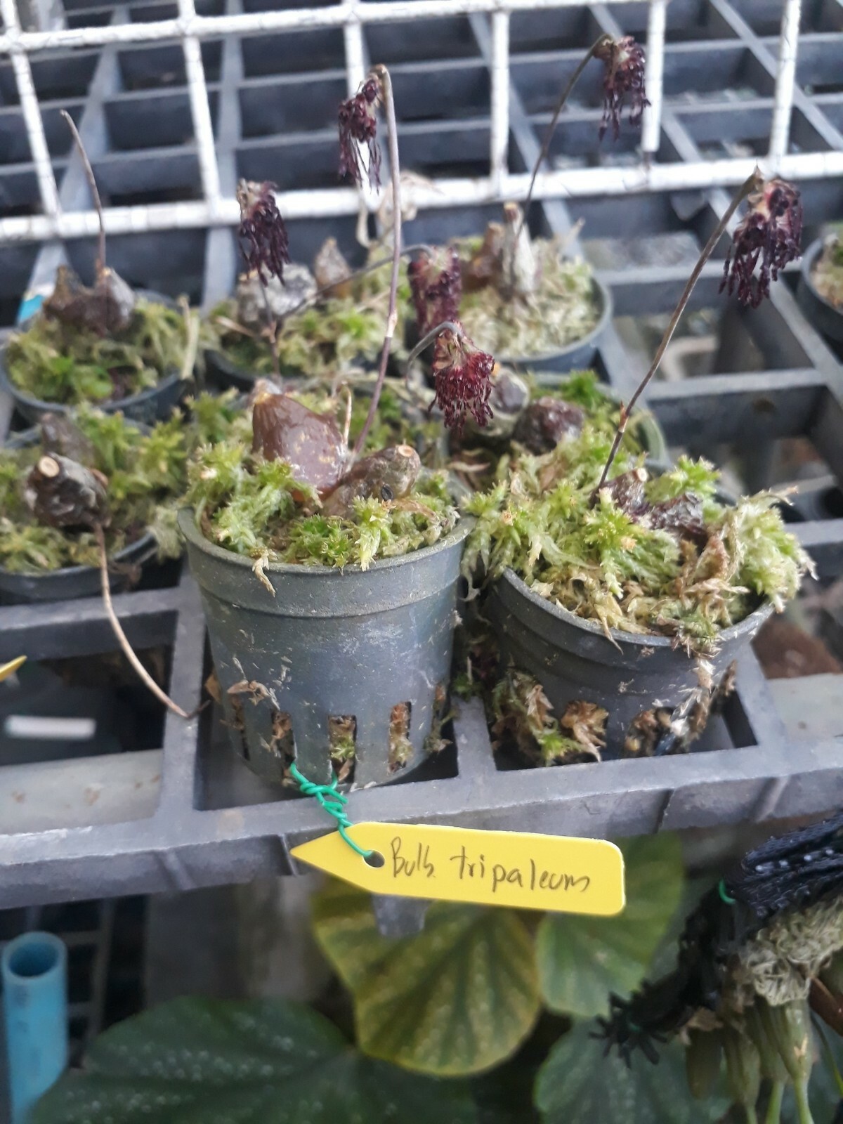 Bulbophyllum tripaleum miniature orchid plant + PHYTO CERTIFICATE | eBay UK