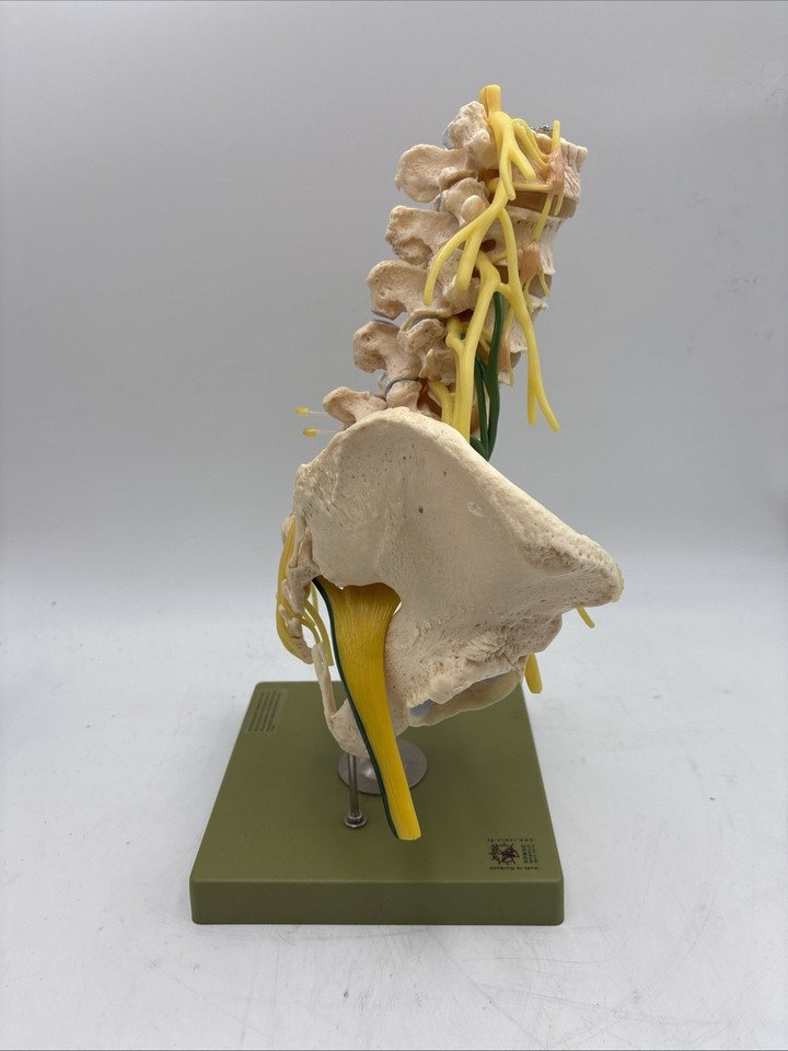 Somso QS66/2 Lumbar Spinal Column Model with Innervation Anatomical ...