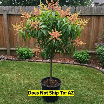 Tebow Mango Tree in 3 Gallon 2-3ft Tall Outdoor Fruit Garden Tree Zone ...