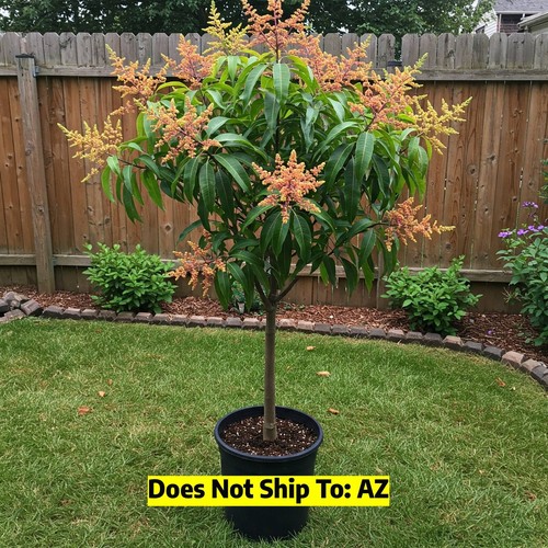 Tebow Mango Tree in 3 Gallon 2-3ft Tall Outdoor Fruit Garden Tree Zone ...