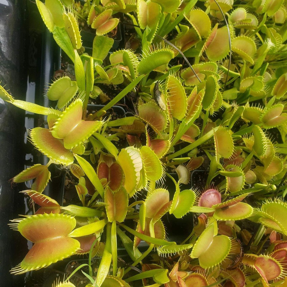 'King Henry' Venus Flytrap | eBay